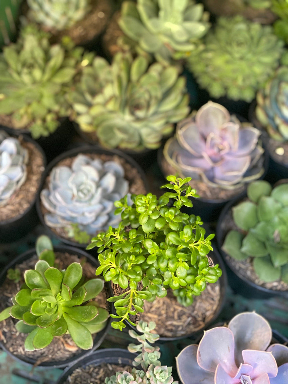 Variedad de Plantas sin Flor para Decorar tu Espacio | Al Solar