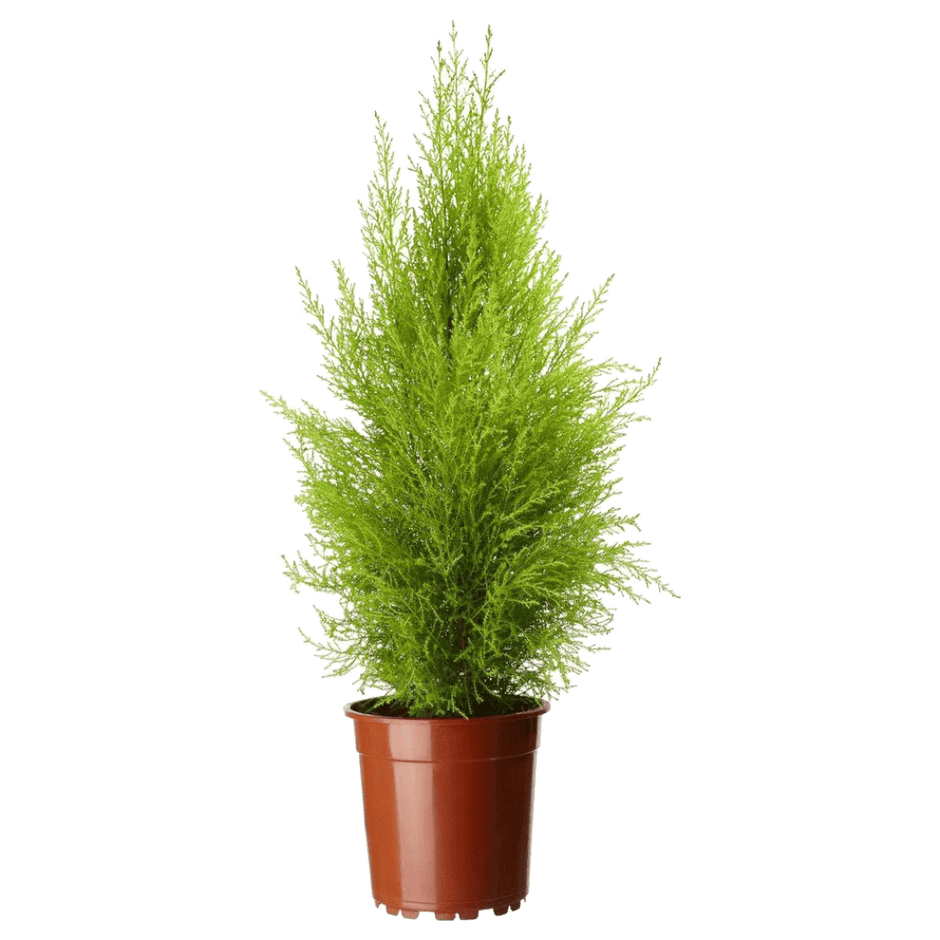 Variedad de Plantas sin Flor para Decorar tu Espacio | Al Solar